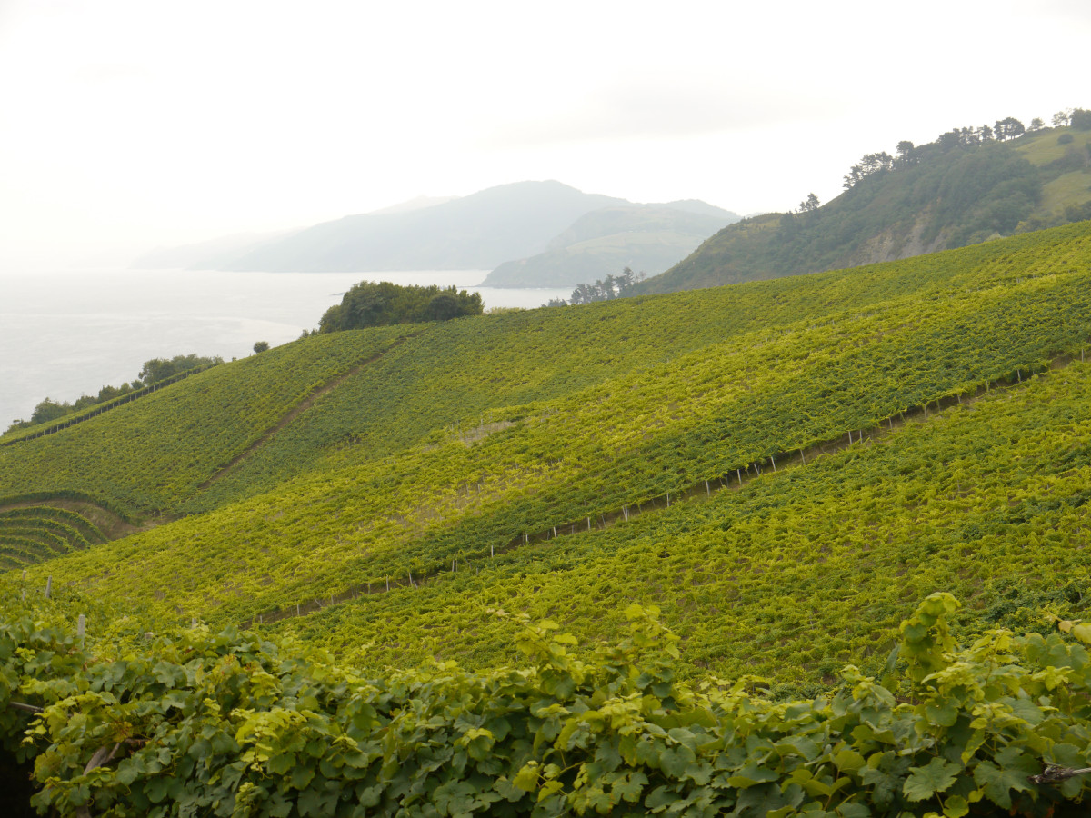 Ameztoi - Free Run Wine Merchants