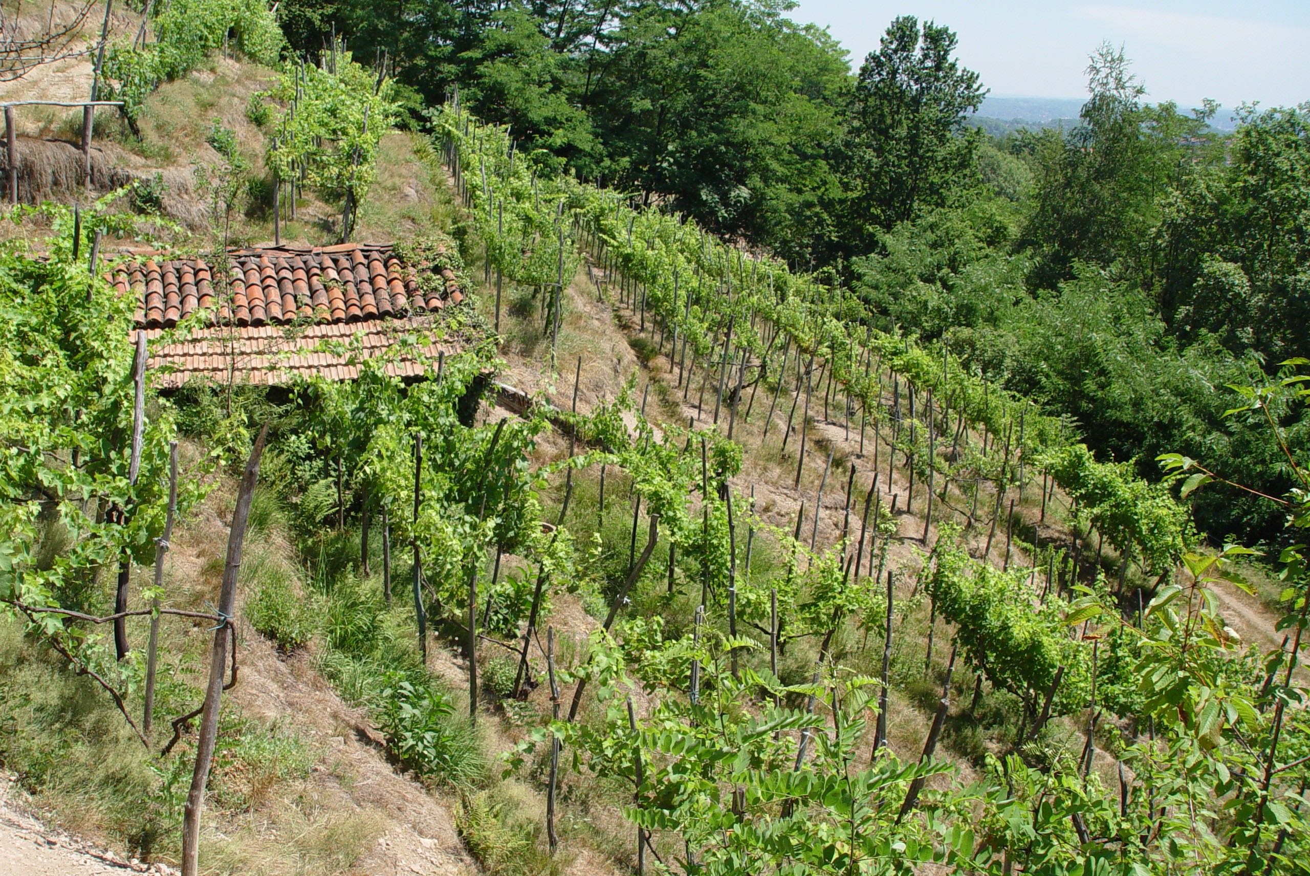 Le Piane - Free Run Wine Merchants