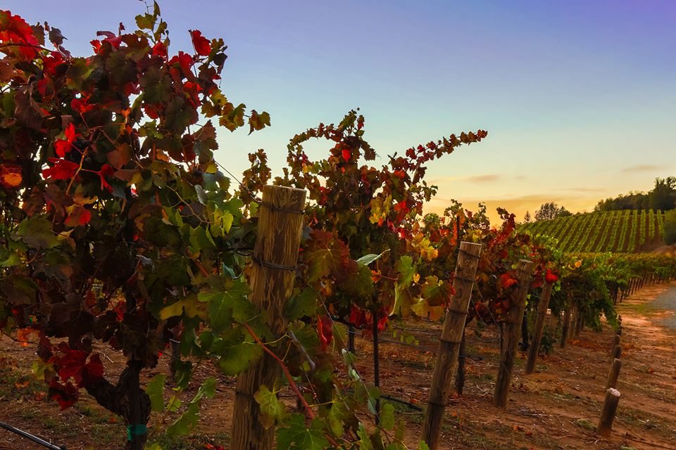 Skinner Vineyards - Free Run Wine Merchants