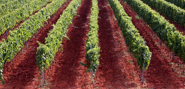 Bruno Trapan - Free Run Wine Merchants