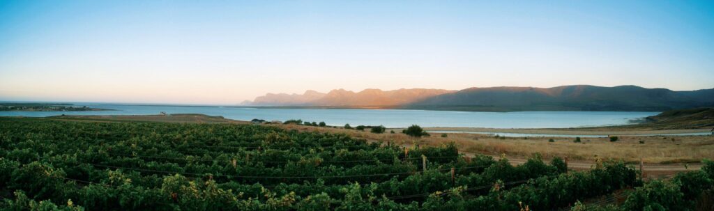Benguela Cove - Free Run Wine Merchants